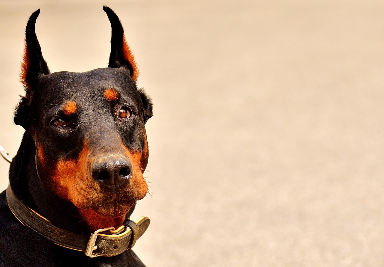 [FUNNY] The Doberman Who Was Afraid Of A Toy - DogsRealty.com