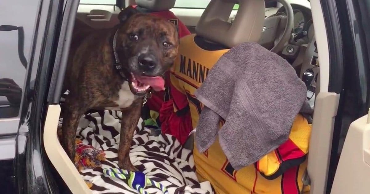 Over 5 Million Views: A Dog’s Plea For A Family Went Viral - DogsRealty.com