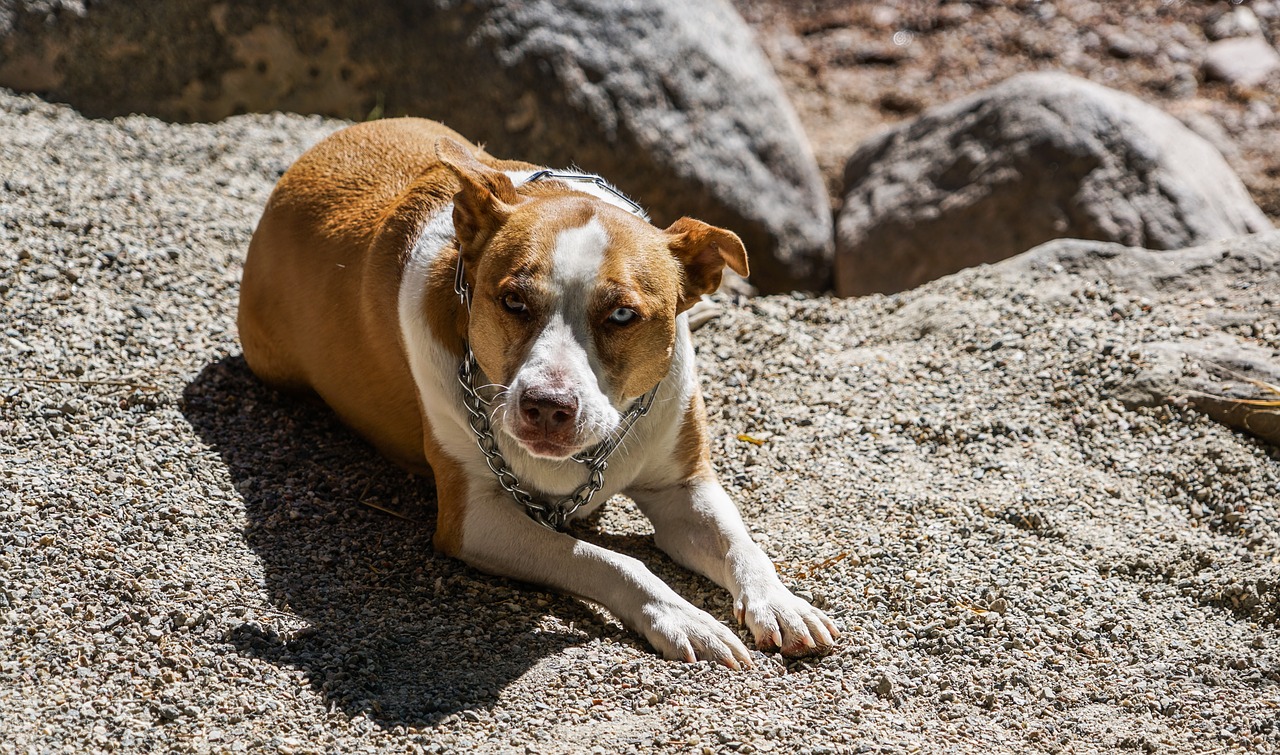 The Dancing Pit Bull - Intelligent and Graceful - DogsRealty.com