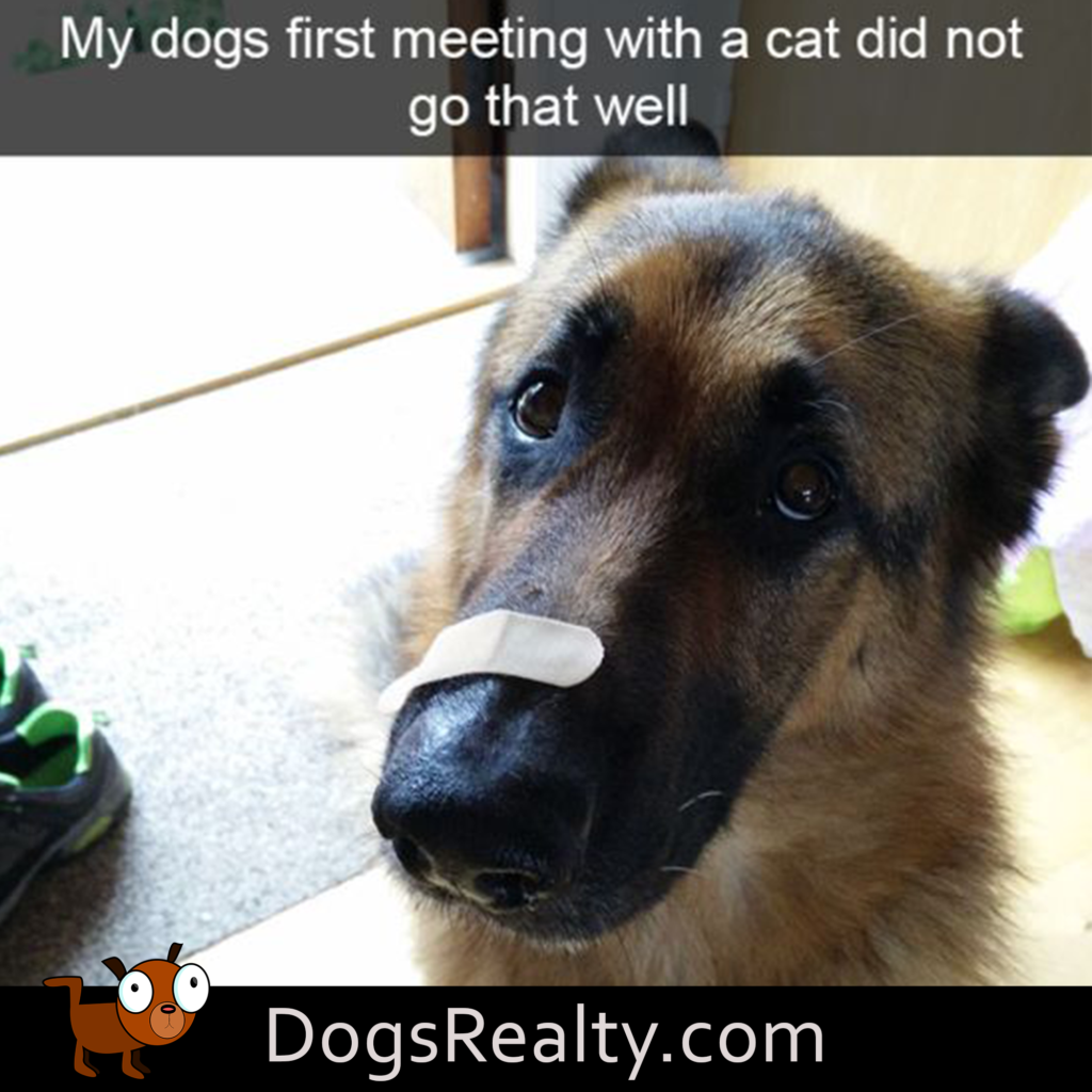 100 Pawsitively Pawsome Dog Memes - DogsRealty.com